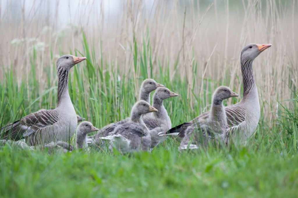 Grauwe gans met kuikens | Wim van Esch fotografie | Photography